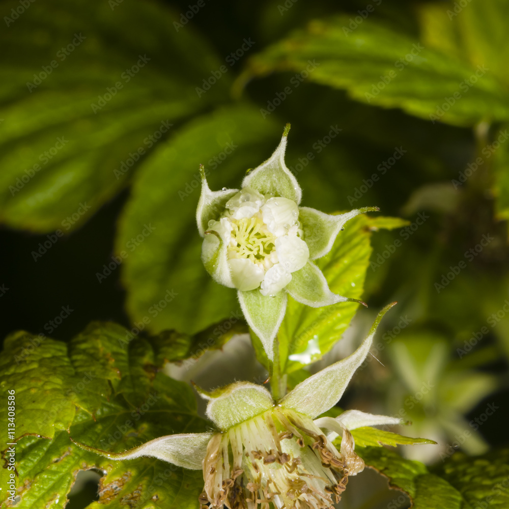 Rubus Idaeus Flower