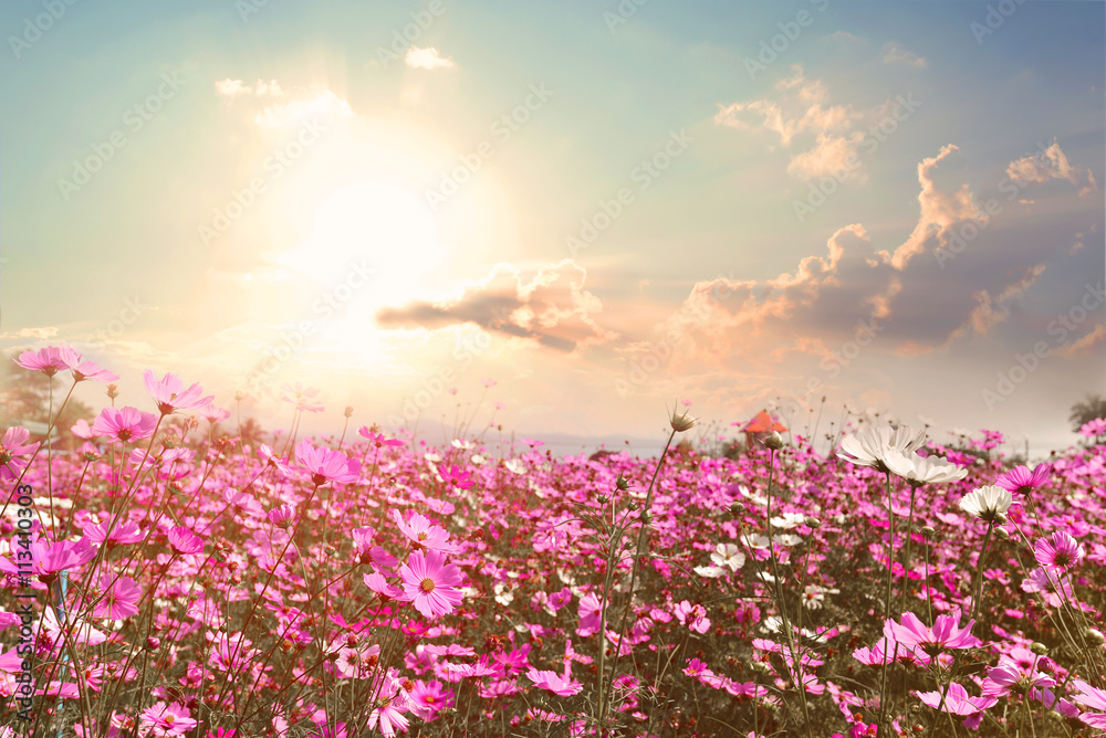 Landscape nature background of beautiful pink and red cosmos flower ...