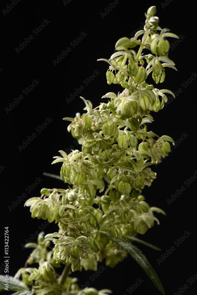 Hanf Blüte (Cannabis indica) Stock-Foto | Adobe Stock
