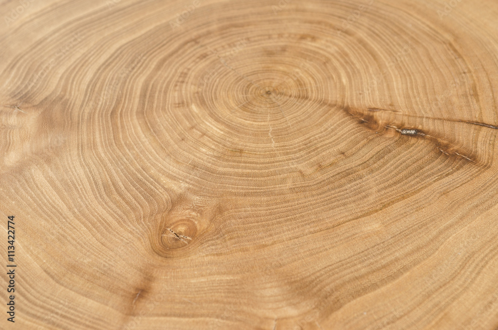 Cross section of elm tree trunk showing growth rings. Stock Photo ...