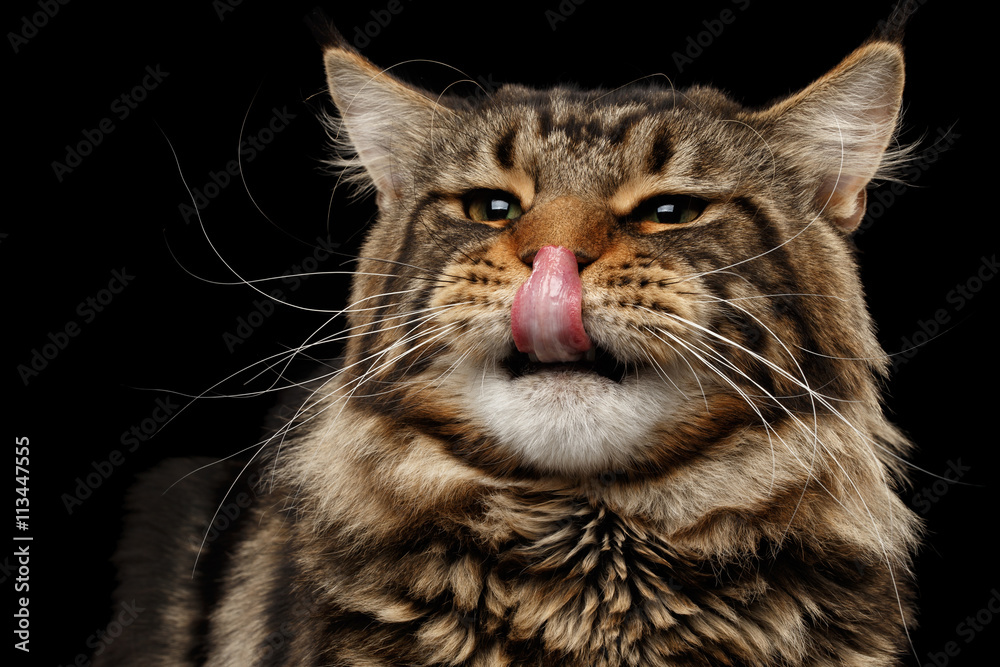 Cat Face Front View