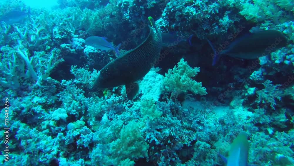 Napoleonfish, Double-headed parrot-fish, Giant maori wrasse or Humphead ...