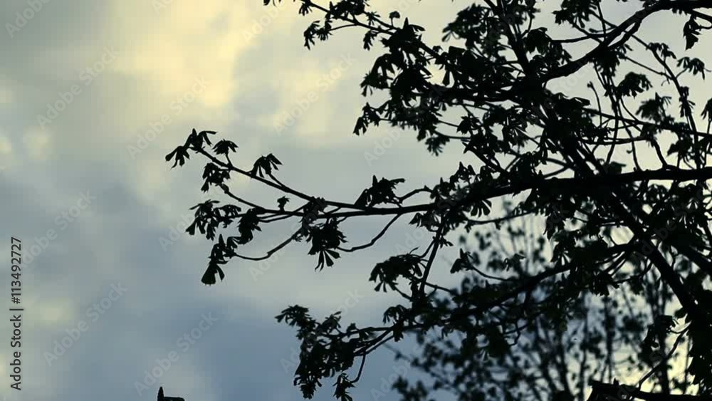 Tree branch silhouette on sky background. Blue sky and white clouds ...