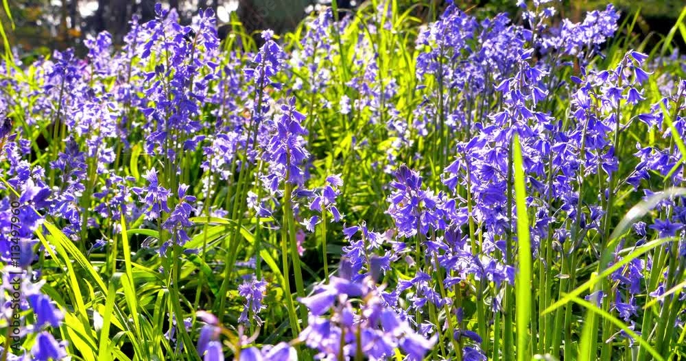 4K Bluebell Flowers in Lush Green Field, Spring Time Stock Video ...