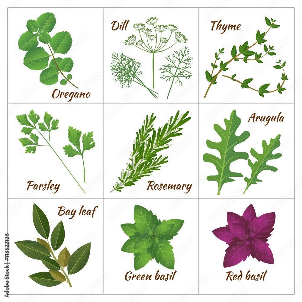 Aromatic Herbs Chart