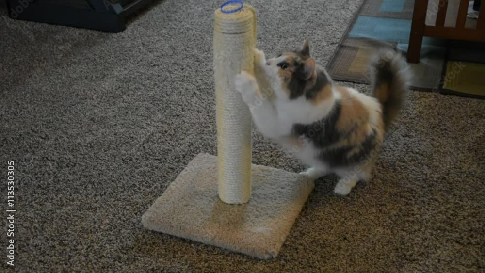 Vidéo Stock An adult domesticated female muted calico cat uses a ...