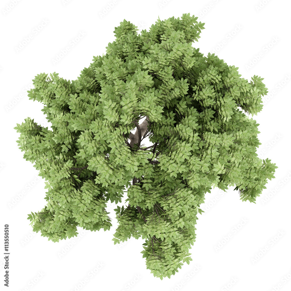 top view of sycamore maple tree isolated on white background Stock ...