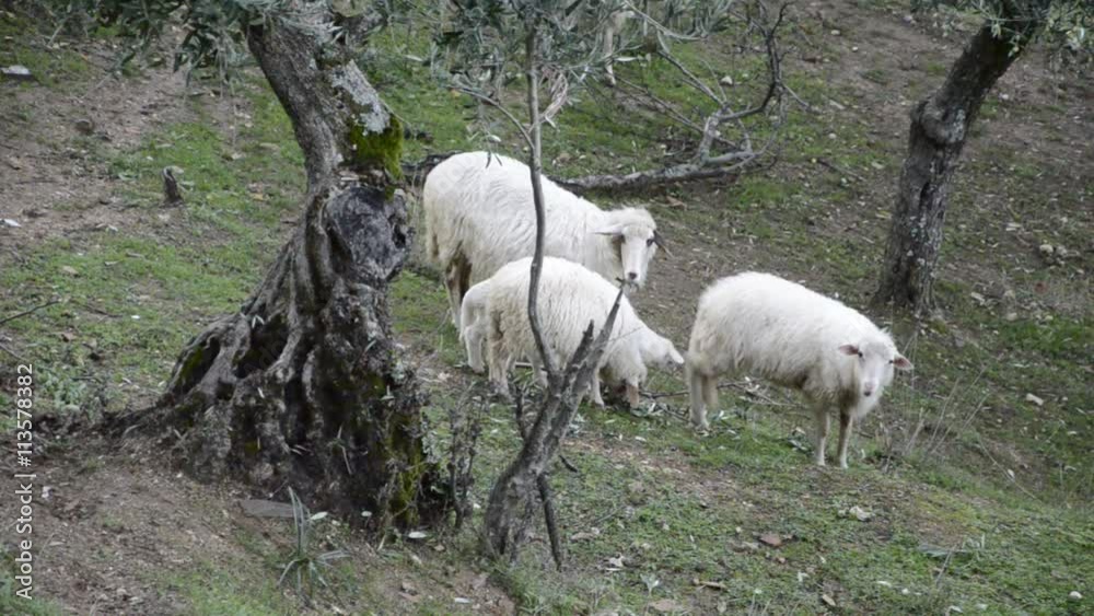 ভেড়া Skaap በግ పొట్టేలు வளர்ப்புச் செம்மறியாடு Ovis aries خروف Schof ...