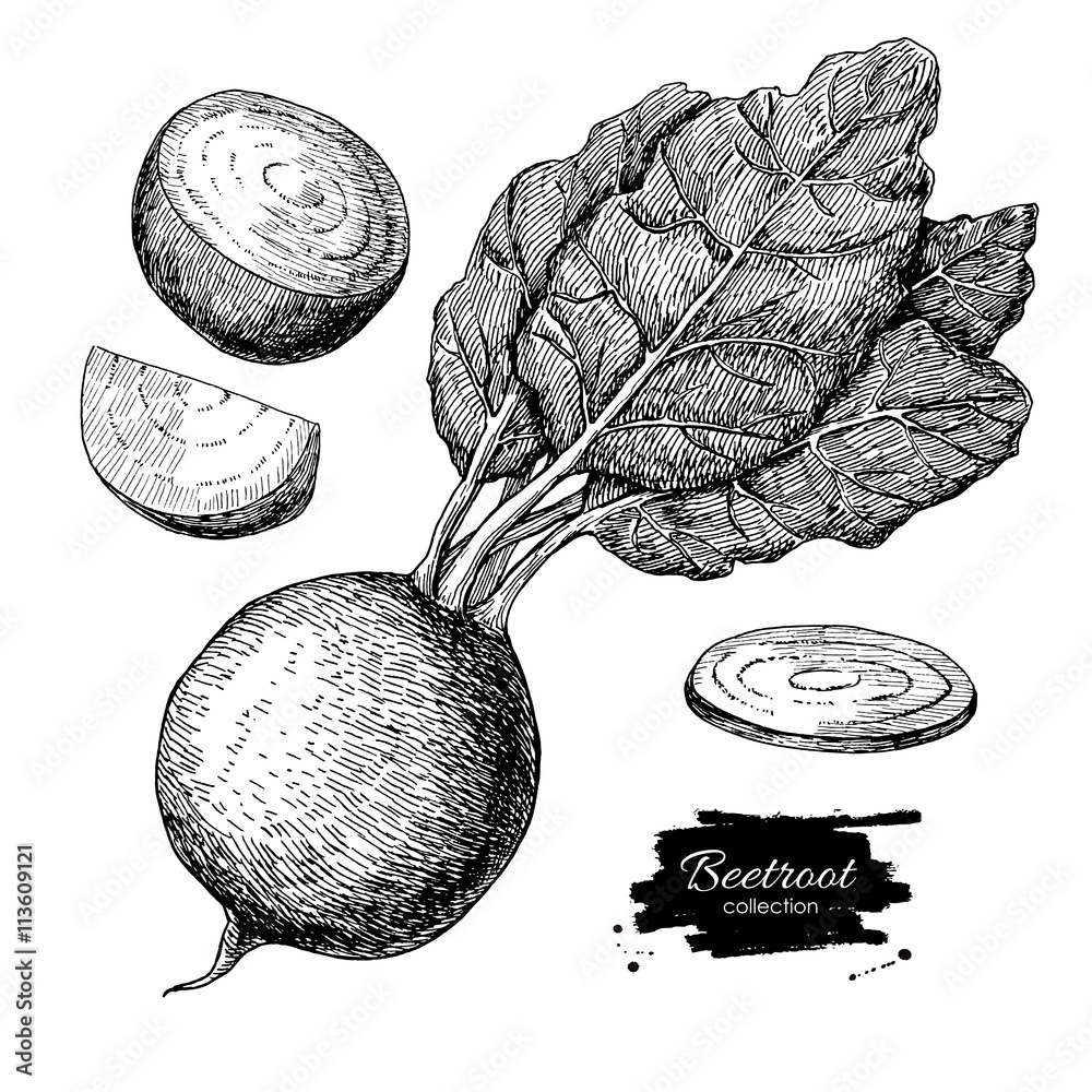 Beetroot hand drawn vector set. Vegetable engraved style illustr Stock ...