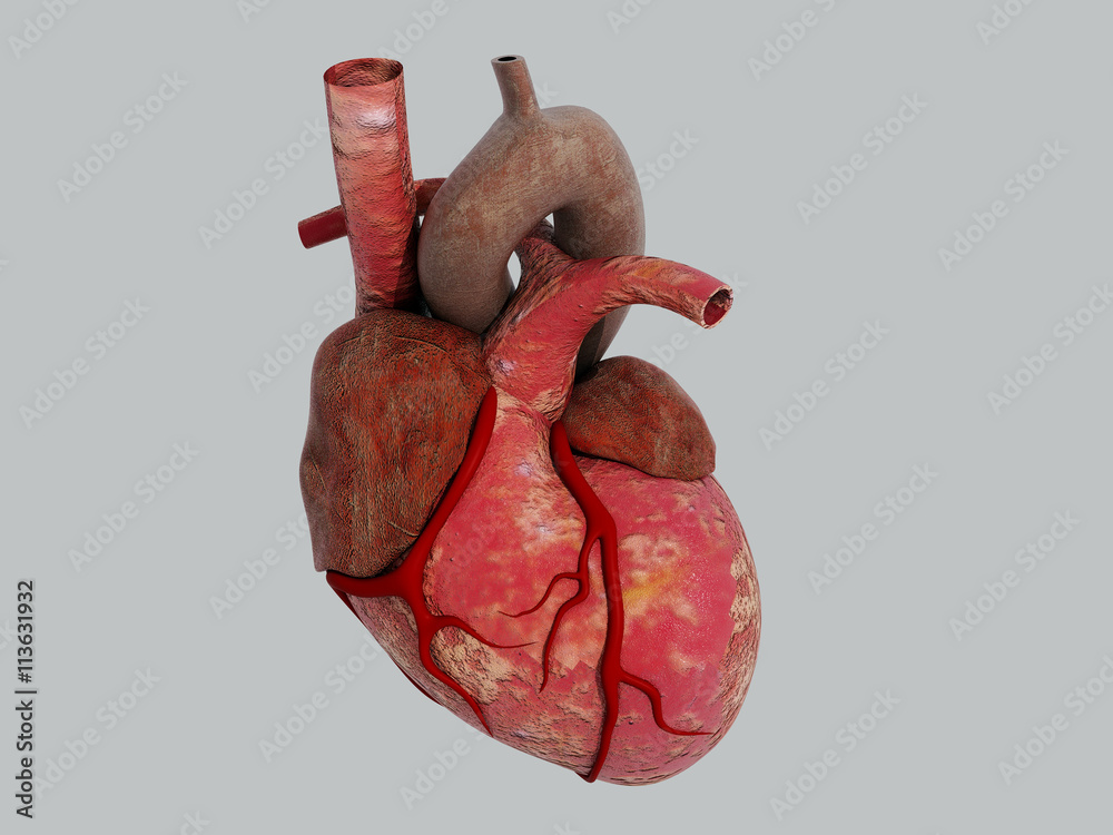 3D Human Heart - Anatomy of Human Heart Stock Illustration | Adobe Stock