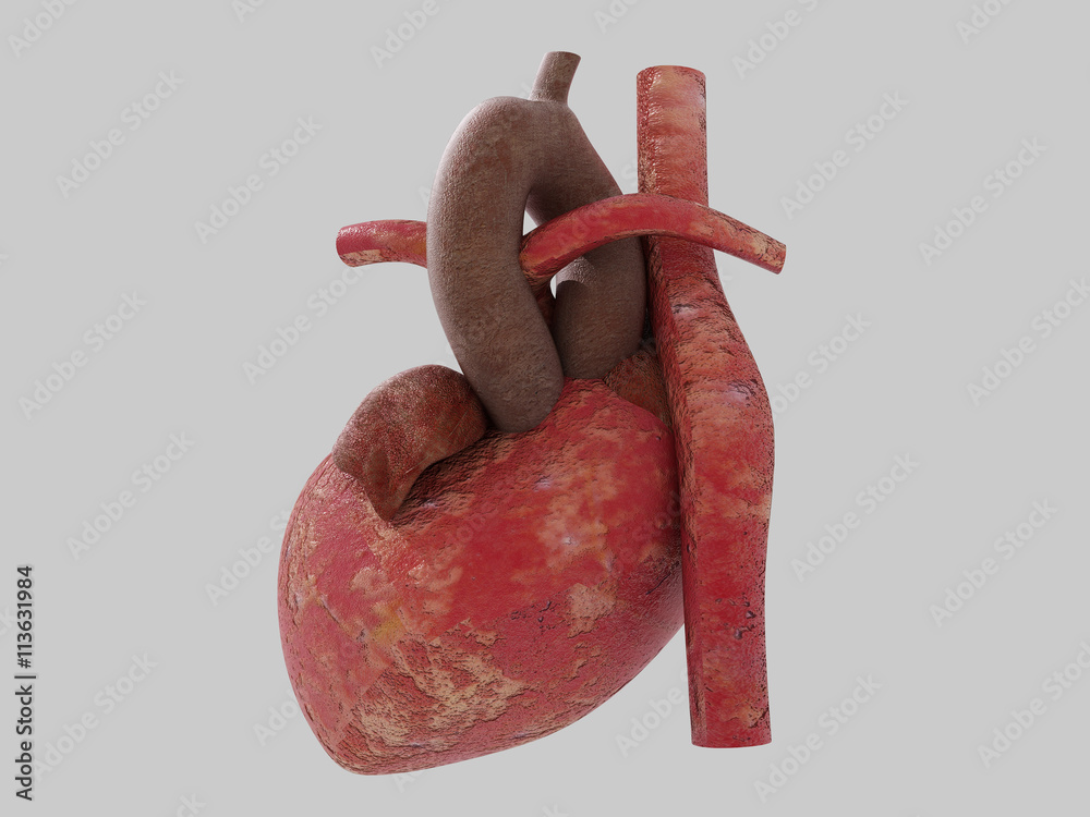 3D Human Heart - Anatomy of Human Heart Stock Illustration | Adobe Stock