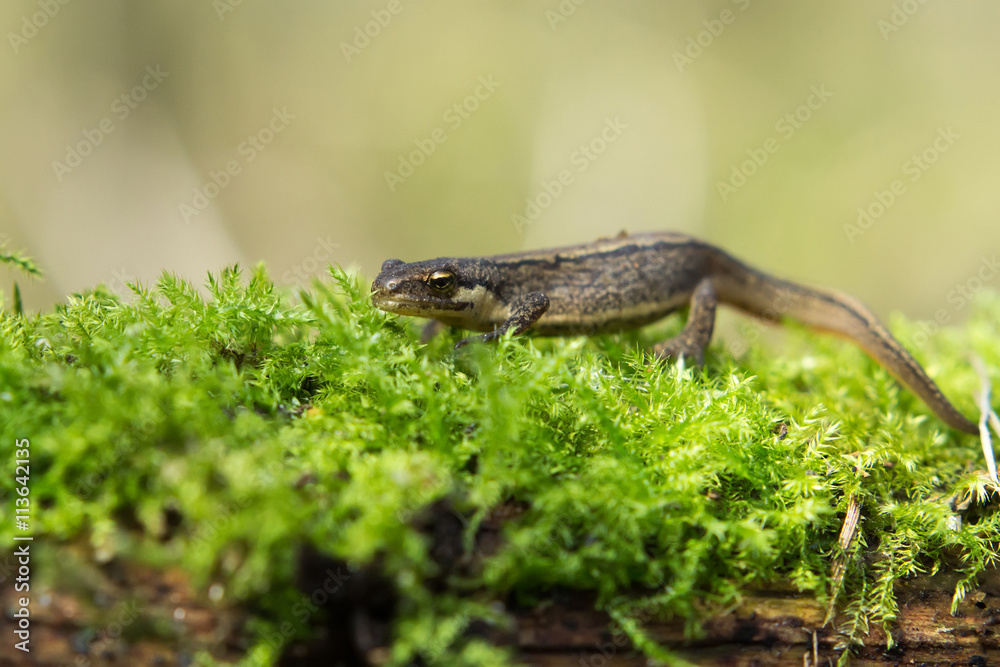 Fotografia do Stock: The smooth newt, also known as the common newt is ...