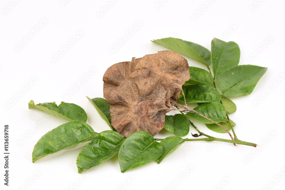 Burma Padauk, Narra, Angsana Norra, Malay Padauk, Burmese Rosewood ...