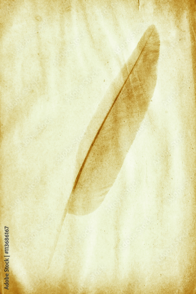 feather watermark Stock Photo | Adobe Stock