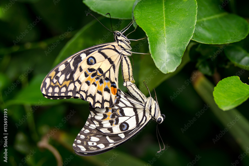 coupling and mating of butterflies, sexual reproduction of butterflies ...