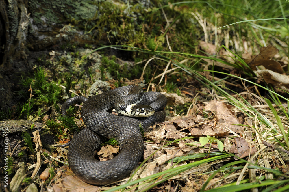 Barrenringelnatter / Ringelnatter (Natrix helvetica / Natrix natrix helvetica) - western grass ...