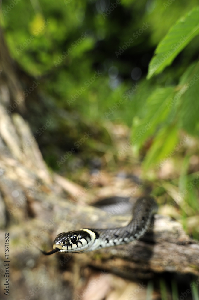 Barrenringelnatter / Ringelnatter (Natrix helvetica / Natrix natrix helvetica) - western grass ...