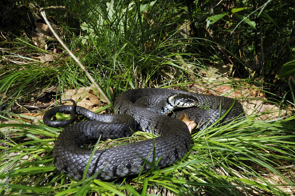 Ringelnatter (Natrix natrix) sonnt sich am Waldrand Stock Photo | Adobe ...