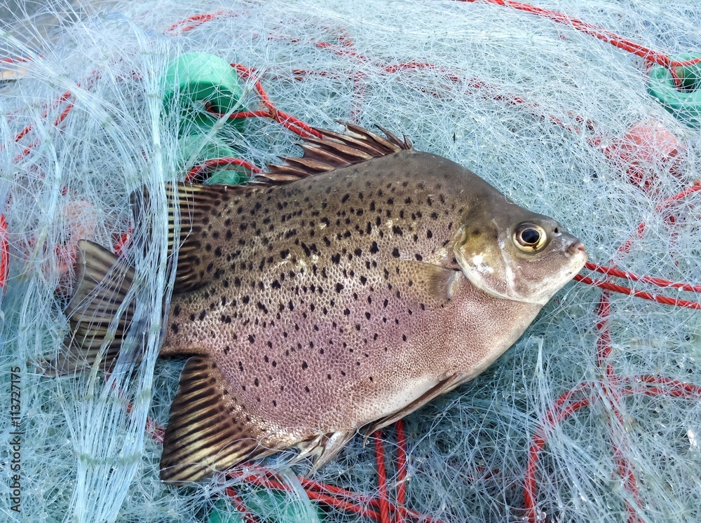 Foto de Spotted Scat ( Scatophagus argus) Also known as Common Scat ...