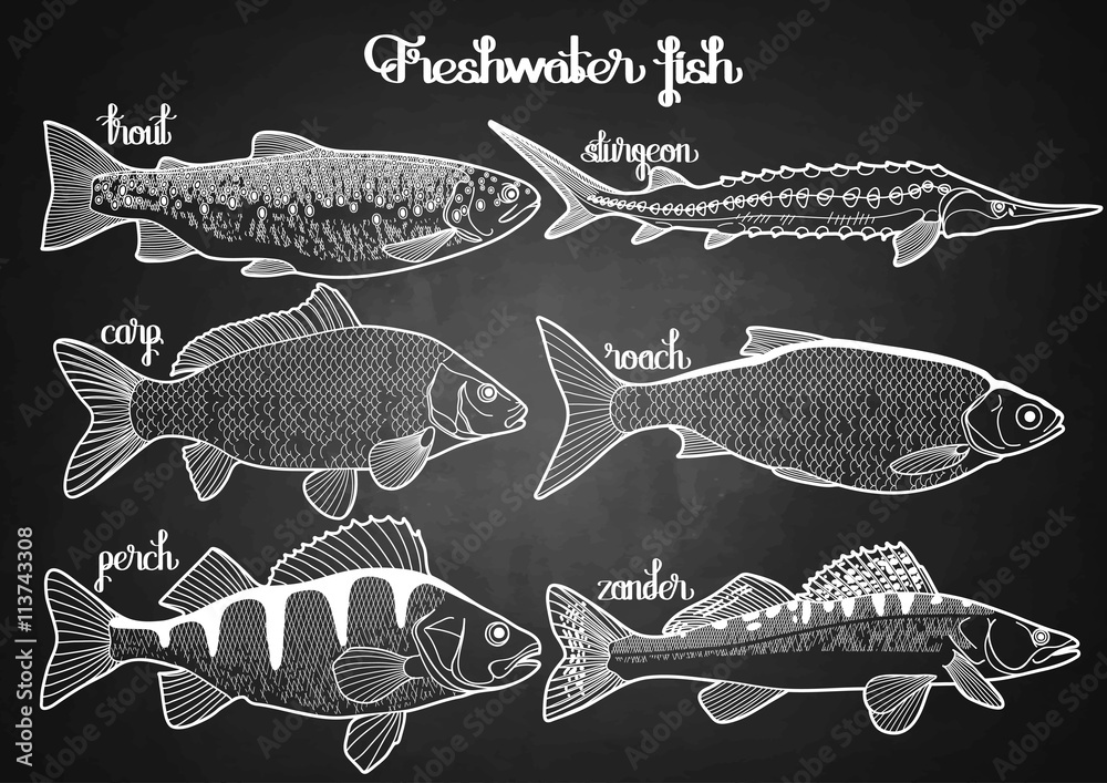 Graphic freshwater fish collection Stock Vector | Adobe Stock