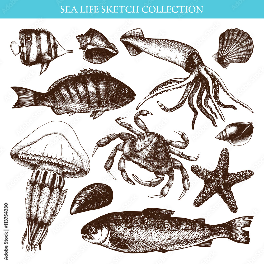 Vector collection of sea life illustrations. Hand drawn sea animals ...
