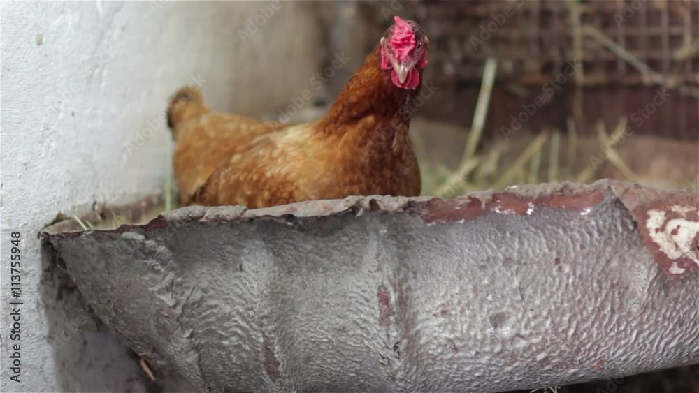 hen on nest/hen sitting on a nest in a shed and carrying eggs Stock ...