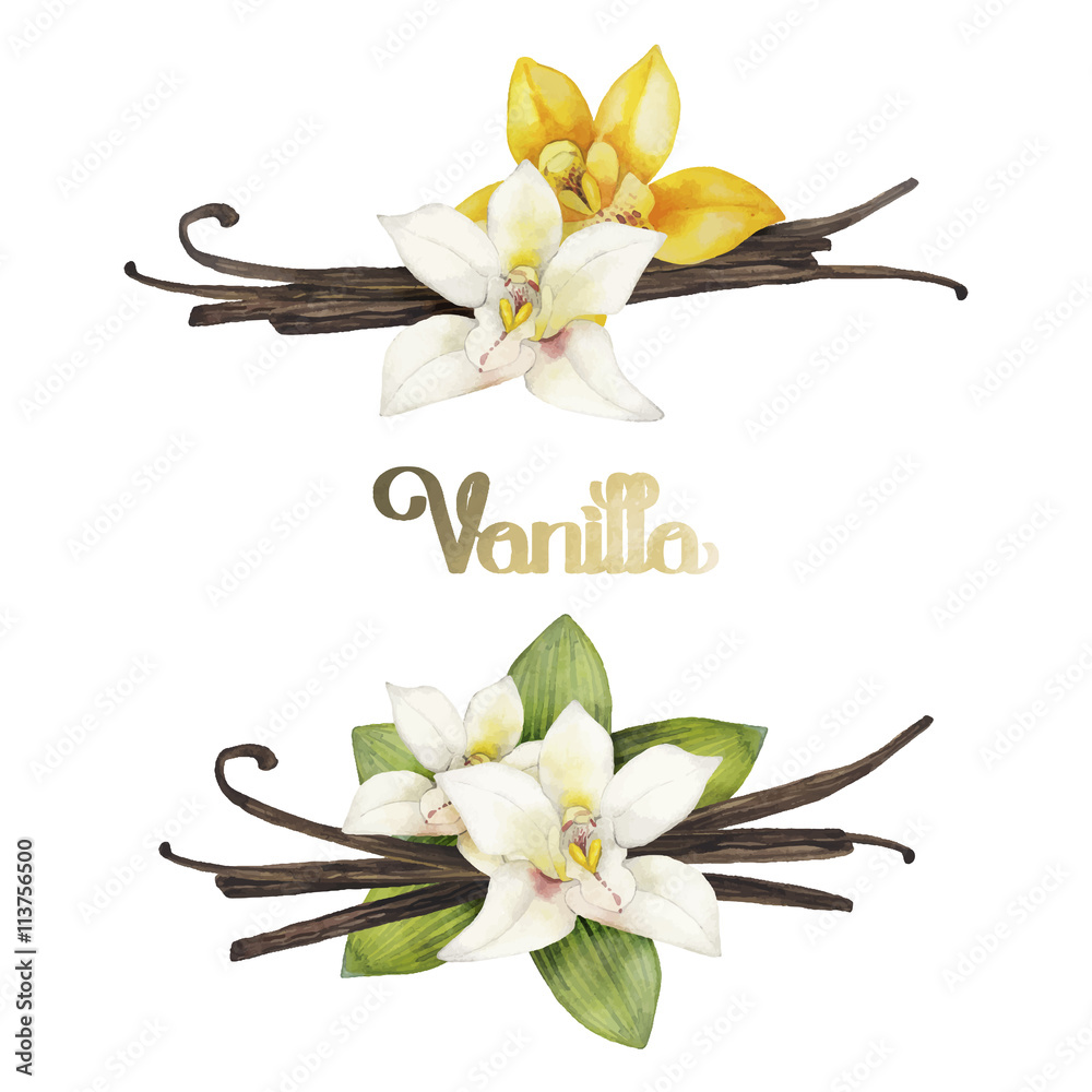 Watercolor vanilla vignettes Stock Vector | Adobe Stock