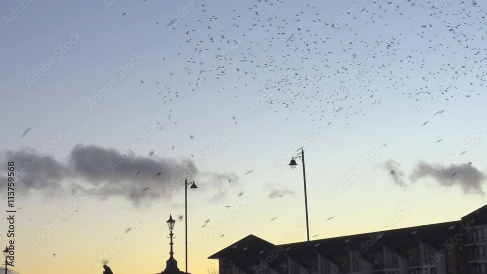 Choreographic murmuration of starlings preparing to roost under Albert ...