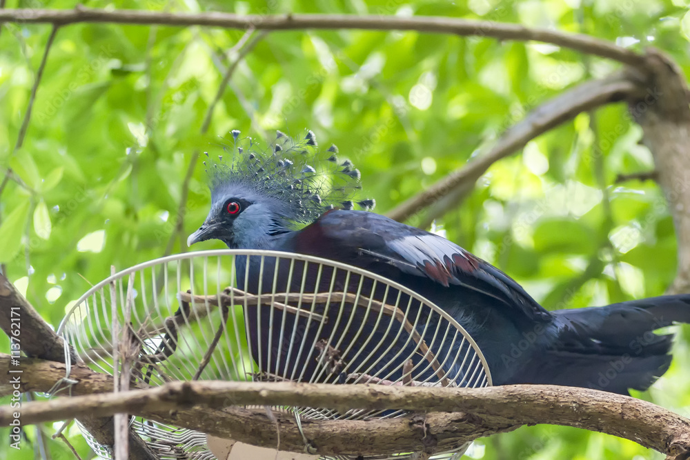 Victoria crowned pigeon ( Goura victoria) bird breeding in nest on the ...