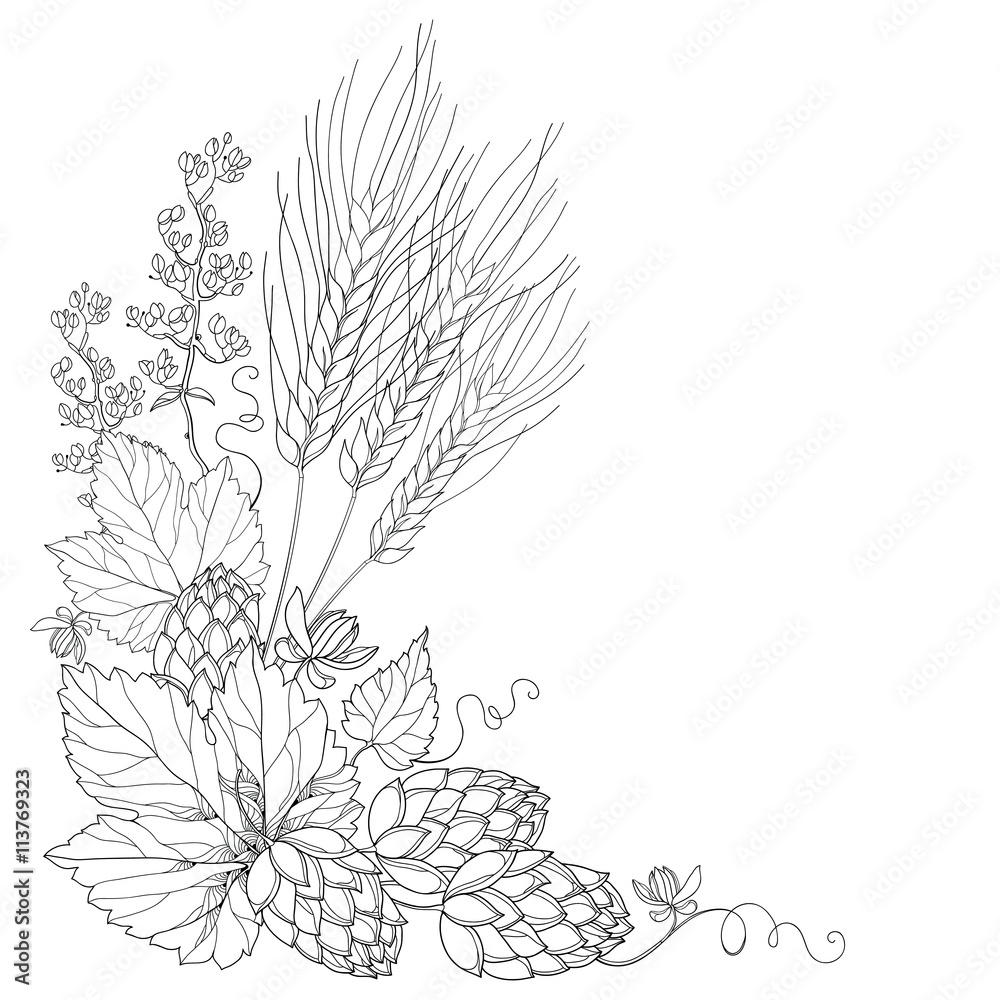 Hops And Barley Vector