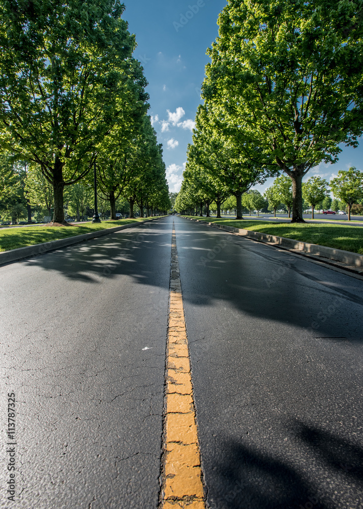 Middle of Tree Lined Road Stock Photo | Adobe Stock