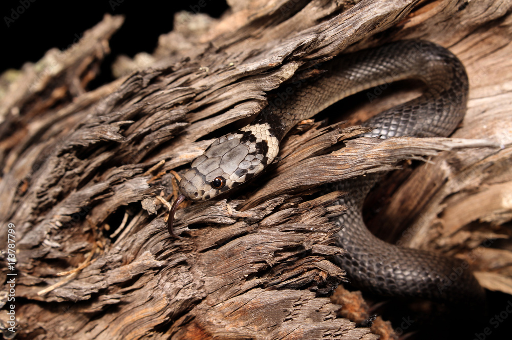 The Pale-headed Snake is grey to dark grey. The head is distinctly ...
