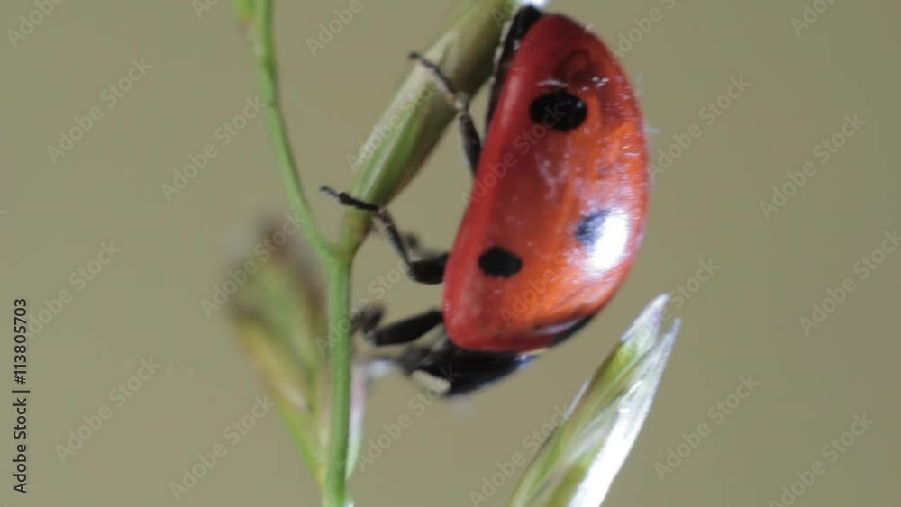 Ladybug on Top of Grass. Insect ladybug settled on a stalk of grass ...