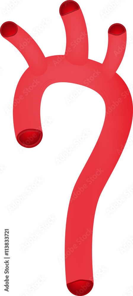 Aorta Stock Vector | Adobe Stock