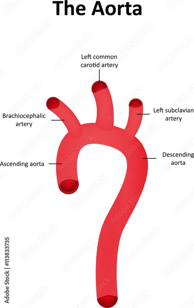 The Aorta Labeled Diagram Stock Vector | Adobe Stock