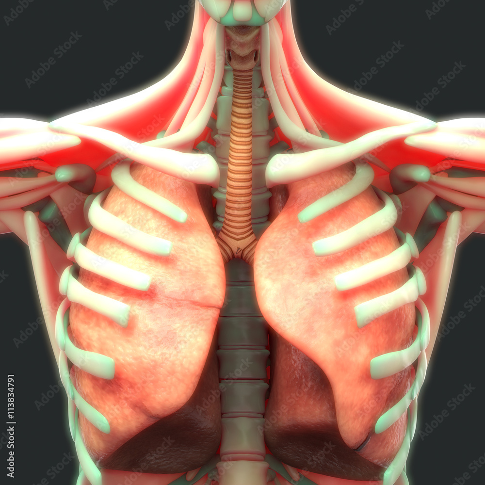 Human Body Organs (Lungs Anatomy) Stock Illustration | Adobe Stock