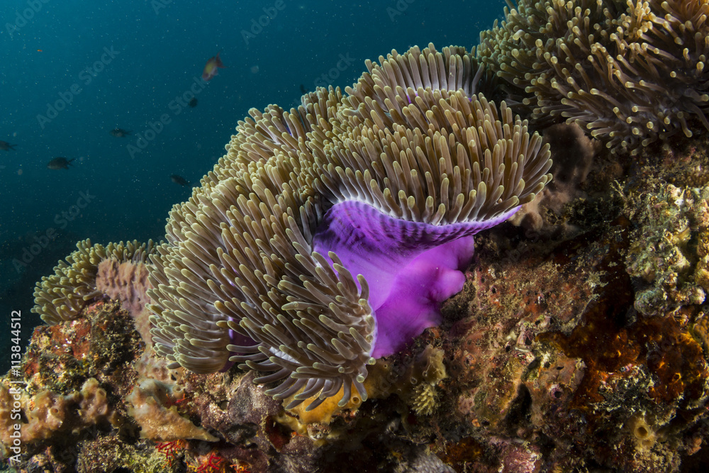 Beautiful Magnificent Anemone dancing with the current Photos | Adobe Stock