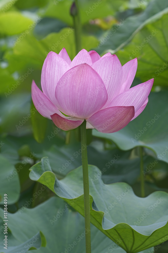Sacred lotus (Nelumbo nucifera). Called Indian Lotus, Bean of India and ...