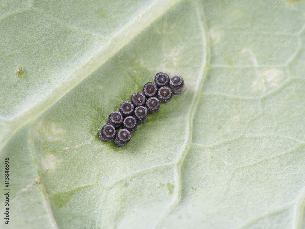 Pentatomoidea eggs - aka stink bugs, shield bugs on cabbage leaf. Stock ...