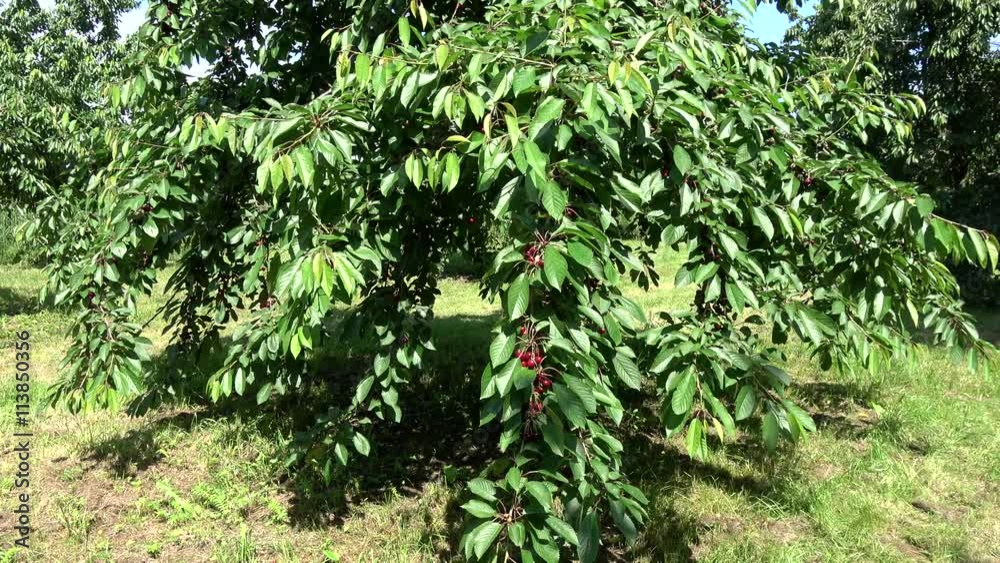Vidéo Stock Orchard small cherry tree showing fruit on tree ready for ...
