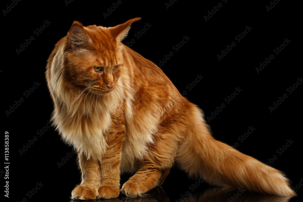Dark Red Maine Coon