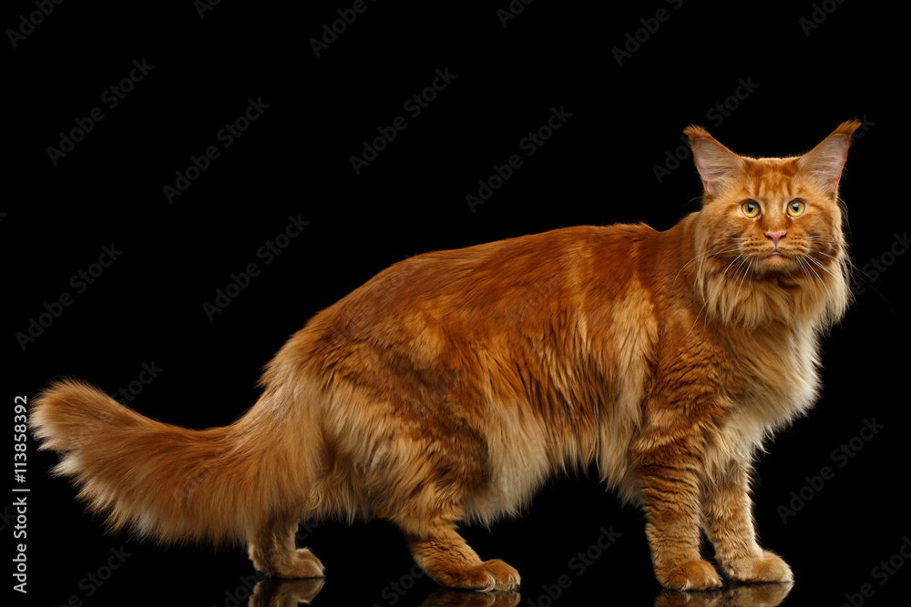 Furry Red Maine Coon Cat Standing and Looking in Camera Isolated on ...