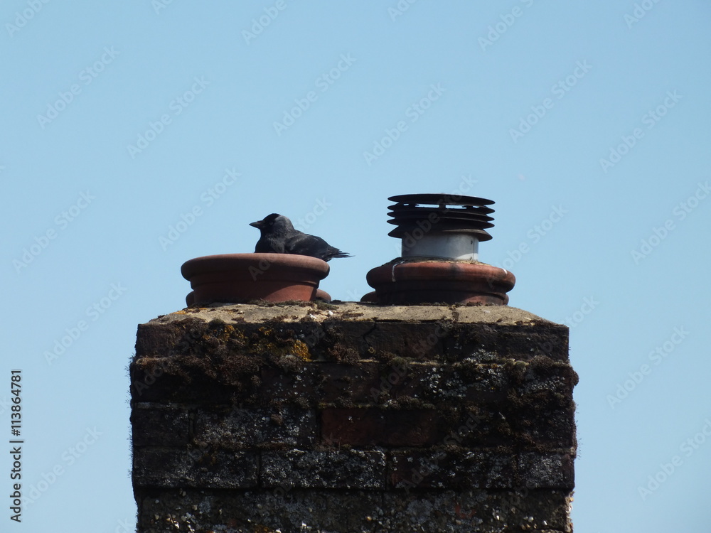 Crow Nesting On A Chimney Pot With A Gas Fire Exhaust Terminal Right