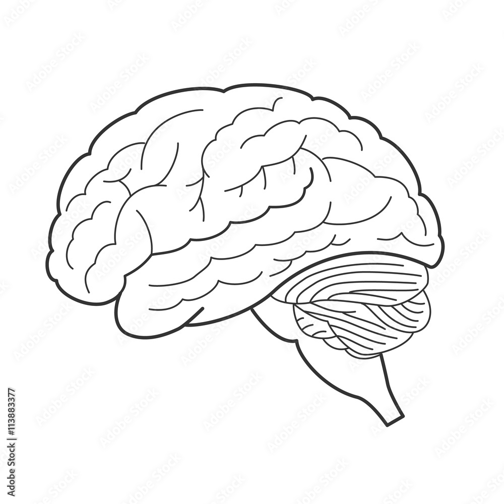 Brain vector image, detailed sketch. Stock Vector | Adobe Stock