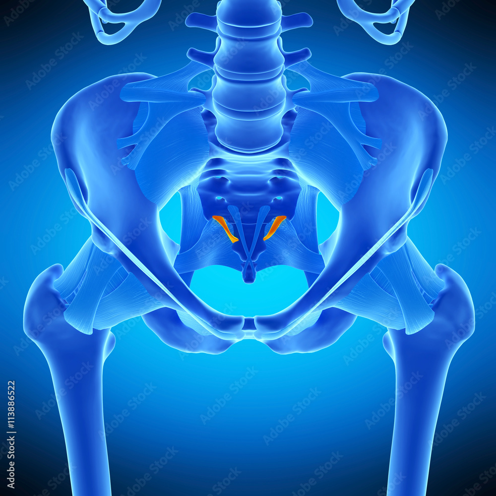 Ilustração do Stock: medically accurate illustration of the lateral ...