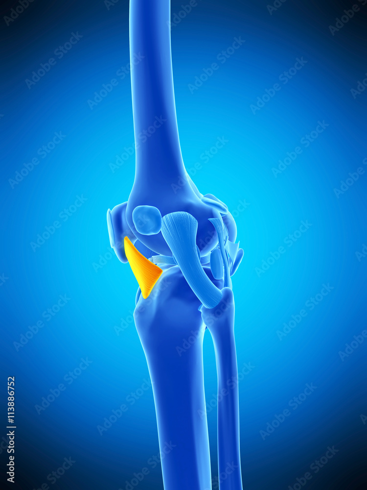 medically accurate illustration of the lateral patellar ligament Stock ...