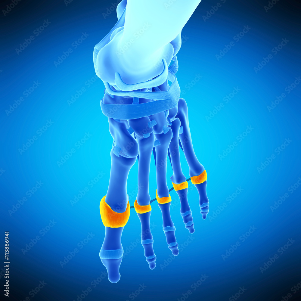 medically accurate illustration of the proximal joint capsules Stock ...
