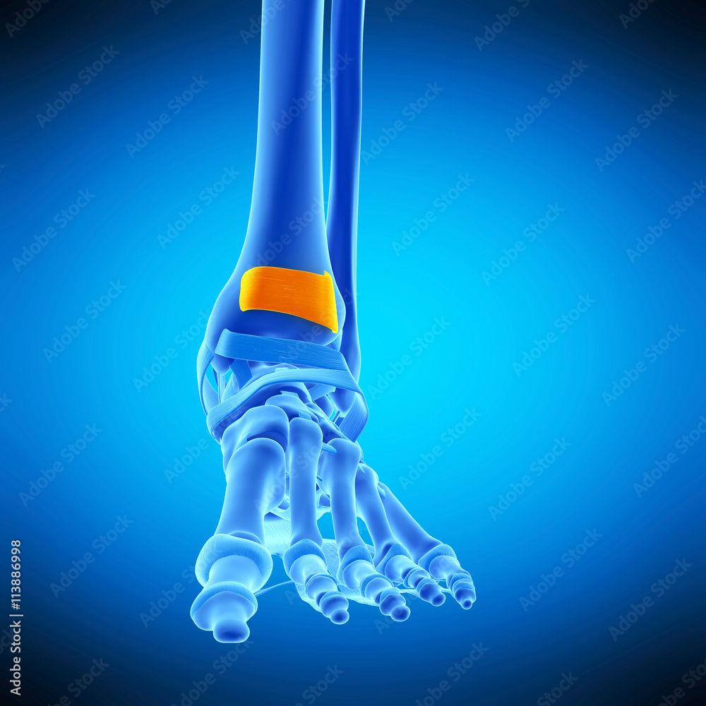medically accurate illustration of the superior extensor retinaculum ...