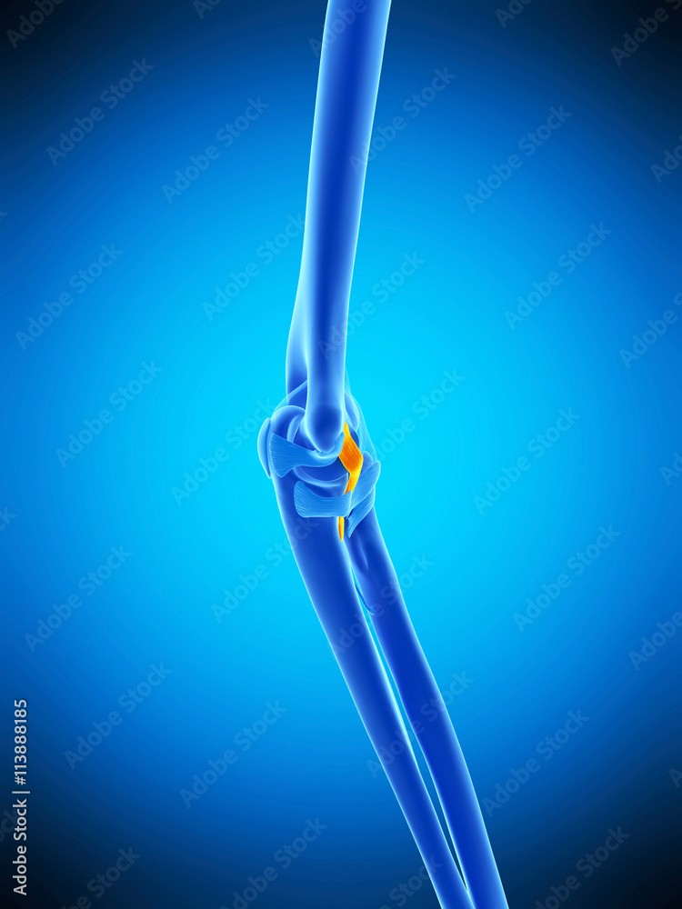 medically accurate illustration of the ulnar collateral ligament Stock ...