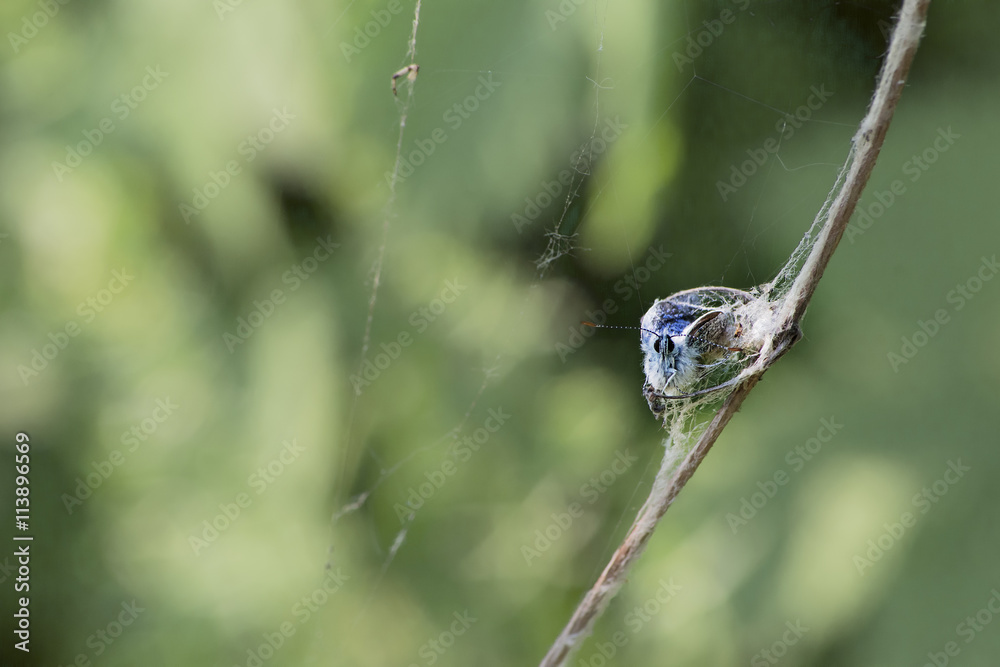 Butterfly in spider web on green background Stock Photo | Adobe Stock